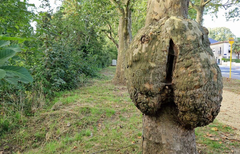 Nature Tree Landscape of Liege Belgium Stock Image - Image of flower ...