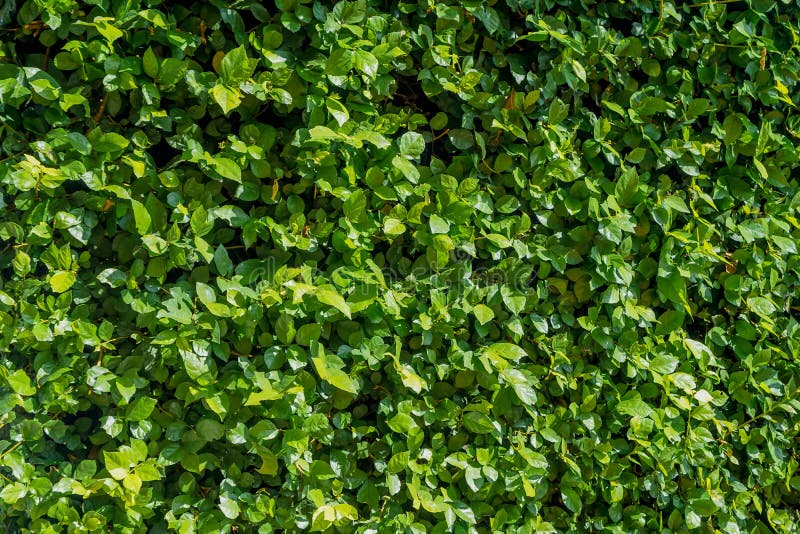 Nature Tree Leaves Pattern Background Stock Photo - Image of glow ...