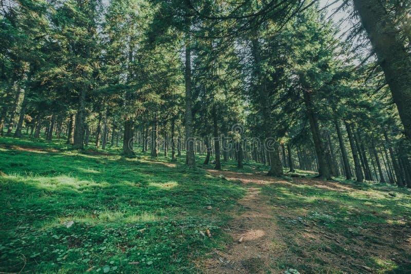 Pathway in the Forest with Sunlight Backgrounds. Stock Image - Image of ...