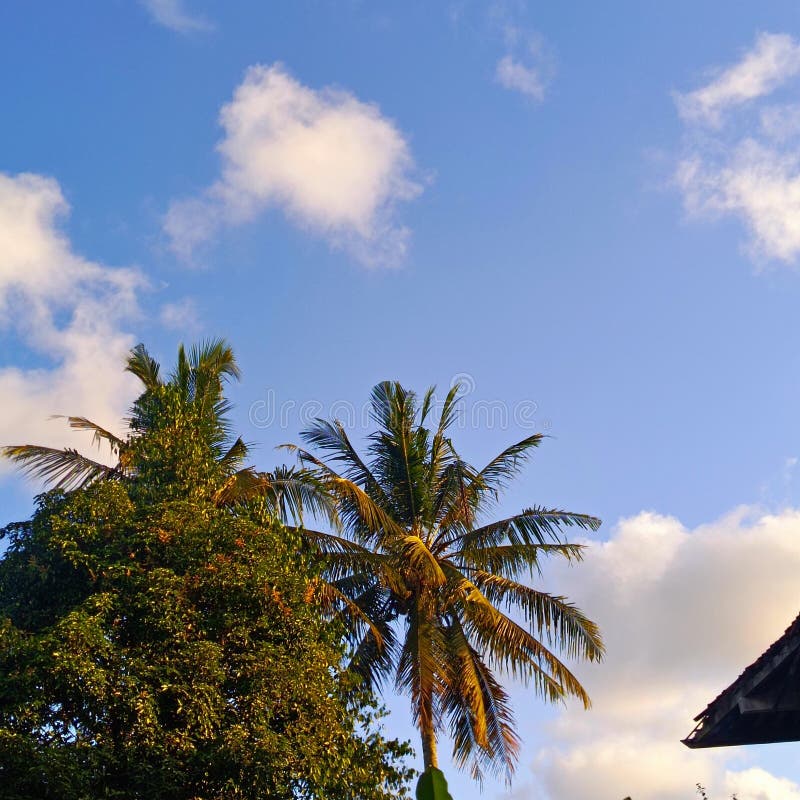 Nature Tree Sky World Bright Blue Morning Good Day Stock Photos - Free ...