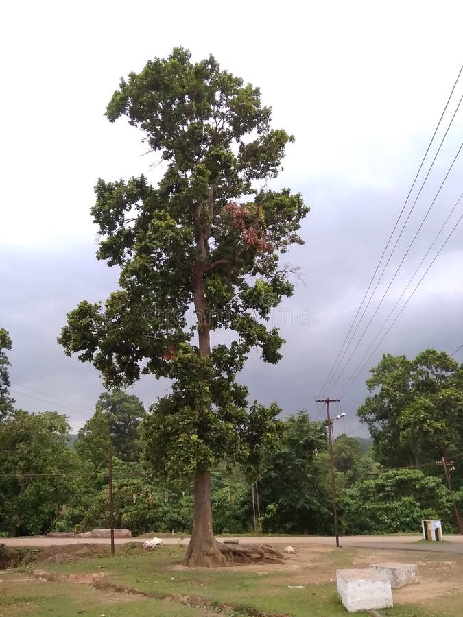 Nature stock image. Image of tree, behand, looks, beautiful - 120409493