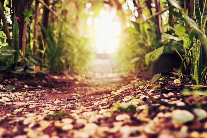 Nature with Trees on Both Sides of the Path and Sunlight Shining ...