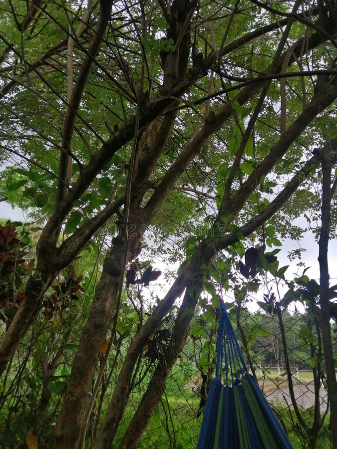 The Nature of Trees Branches View Below Stock Image - Image of trees ...