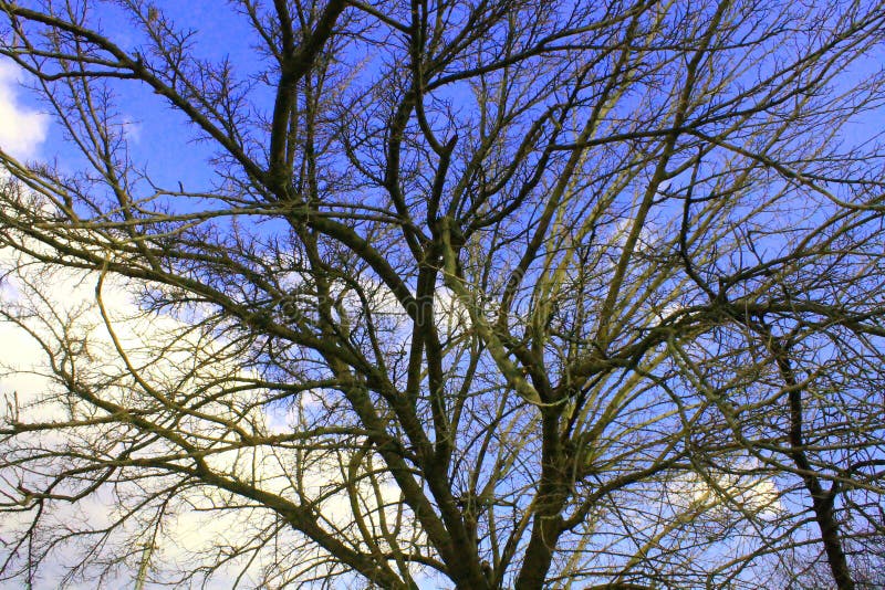 Nature and Trees in the Early Spring Stock Photo - Image of tree, blue ...
