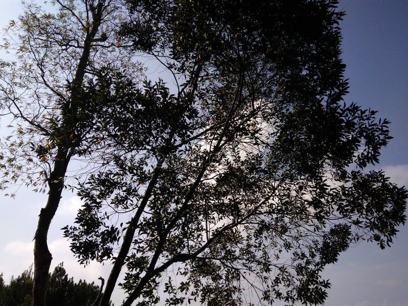 Nature stock photo. Image of trees, earth, nature - 103545782