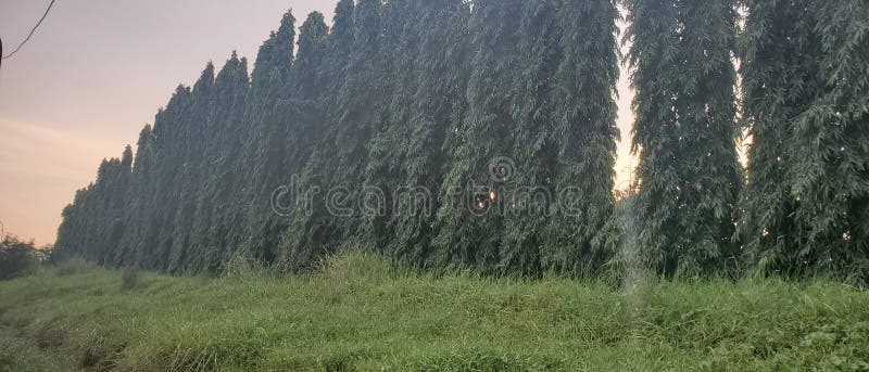 Nature Trees Field Grass Line Stock Photo - Image of line, grass: 225591466