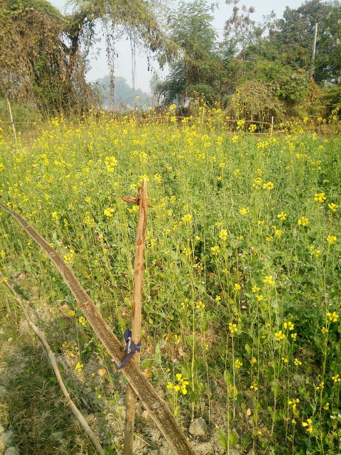 Naturally Trees Grass Small Plants Stock Image - Image of herb, crop ...