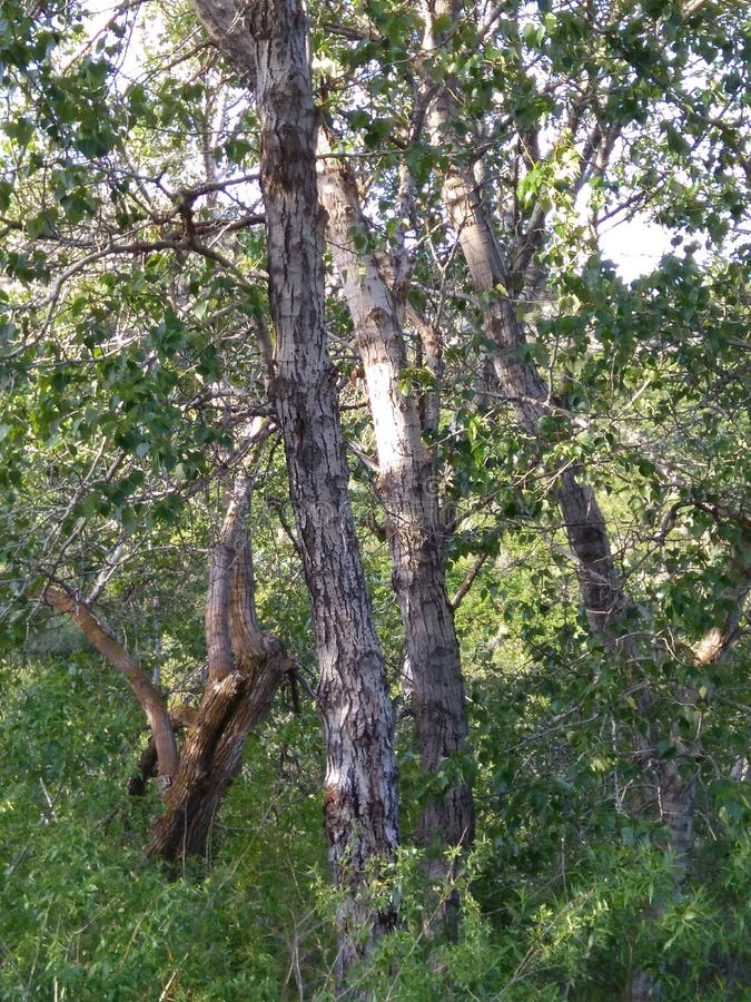 Ash trees stock photo. Image of nature, wild, trees - 150764076