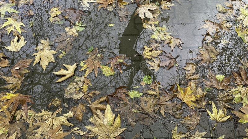 Nature at the End of Autumn and the Beginning of Winter Stock Photo ...