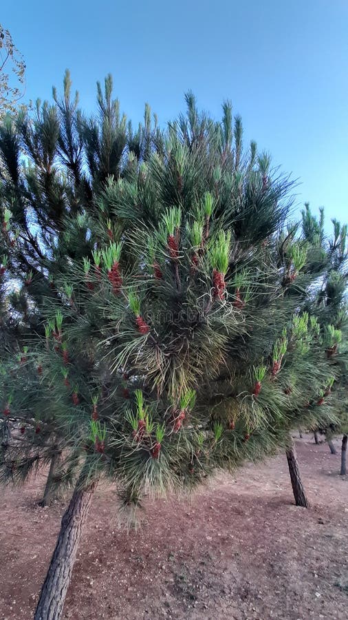 Nature stock photo. Image of jordan, trees, park, nature - 153246168