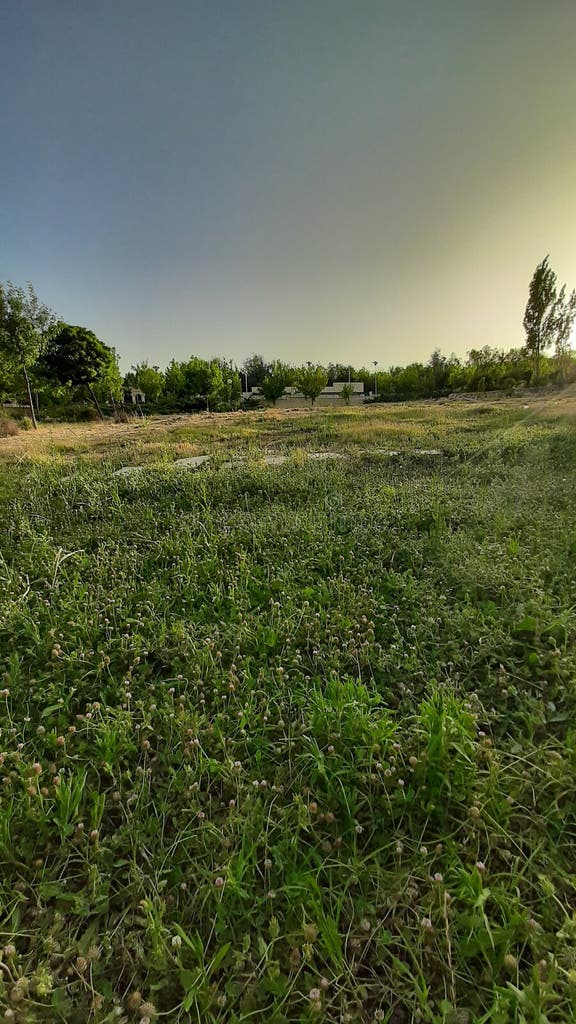 Nature stock image. Image of trees, park, levant, jordan - 153246179