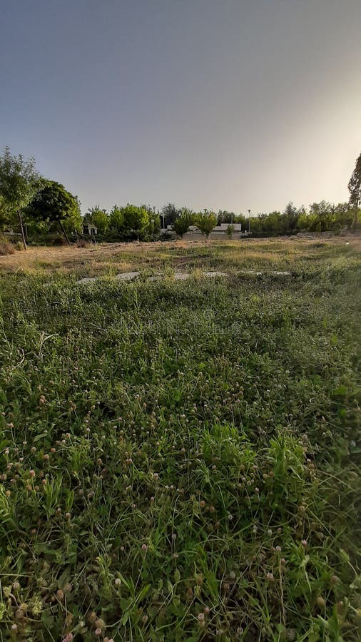 Nature stock photo. Image of levant, trees, nature, jordan - 153246182