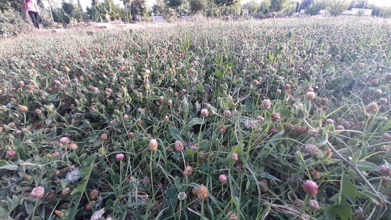 Nature stock image. Image of park, jordan, levant, trees - 153246225