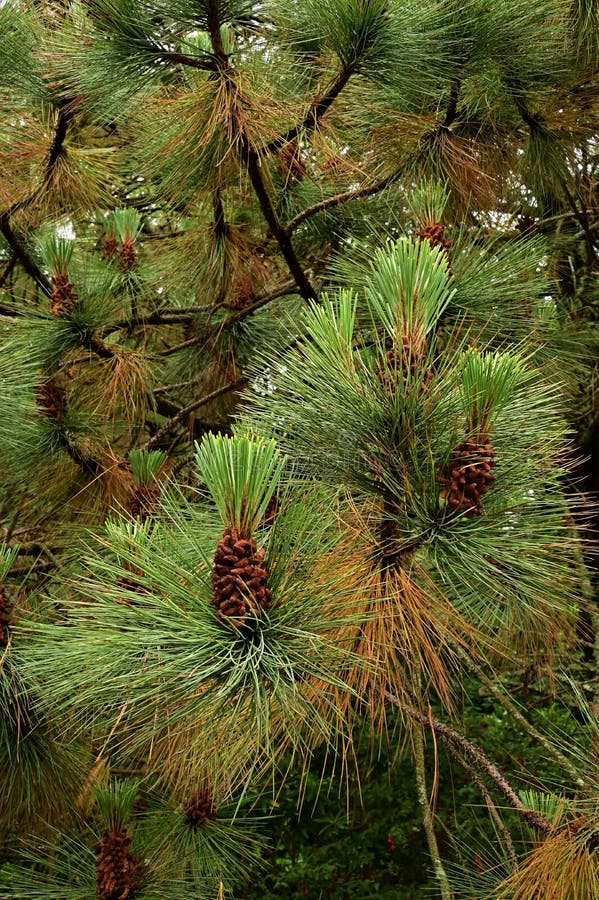 Nature - Trees - Montezuma Pine Stock Image - Image of twig, outdoor ...