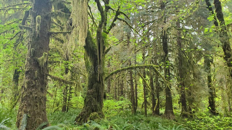 Nature trees oregon stock photo. Image of leaf, green - 226349490