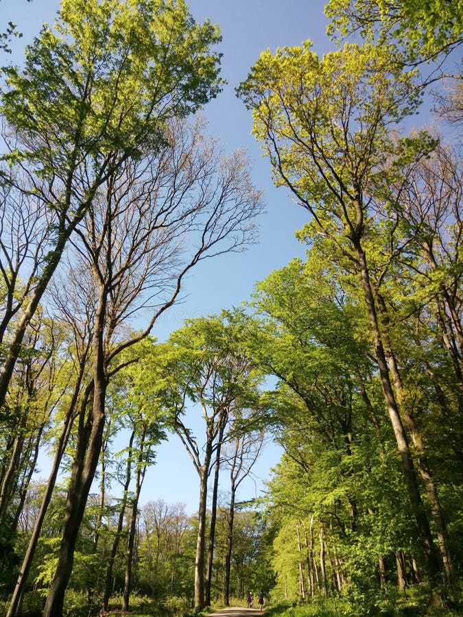 Soothing nature stock photo. Image of nature, life, trees - 146664740