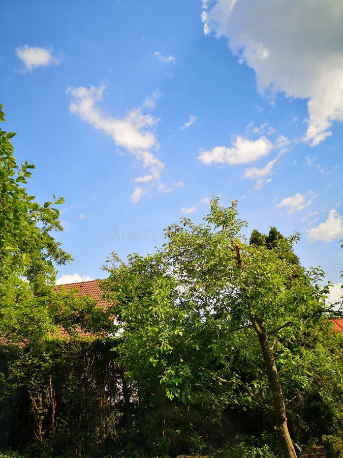 Nature trees and Sky stock image. Image of estate, grass - 183427813