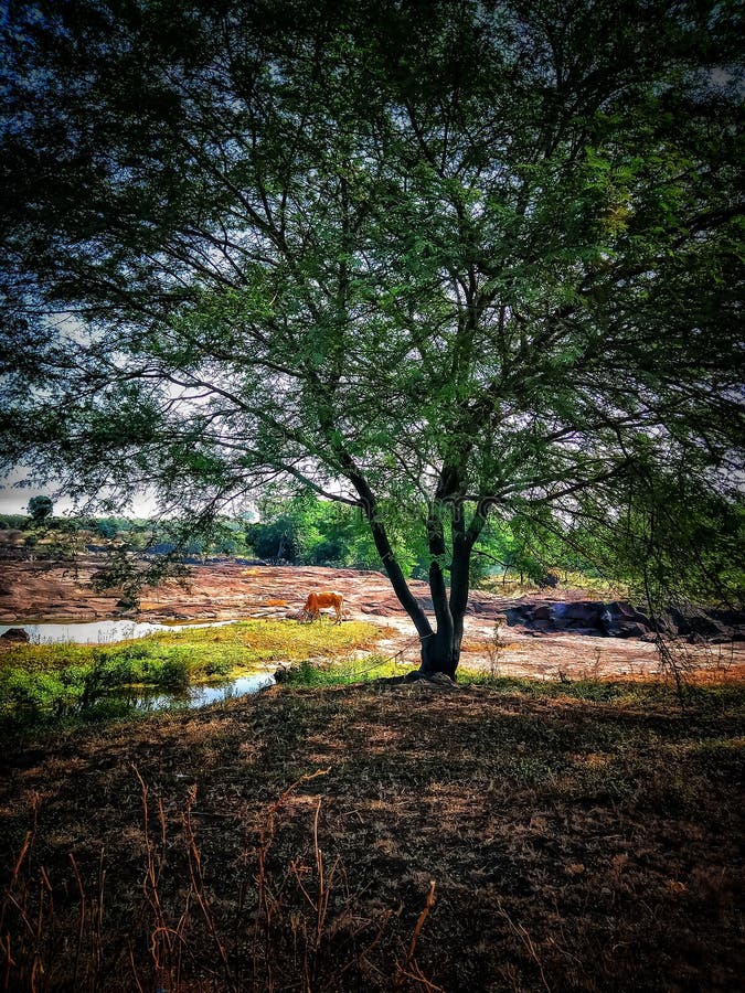 Nature Trees Village Scene Environment Landscape Stock Image - Image of ...