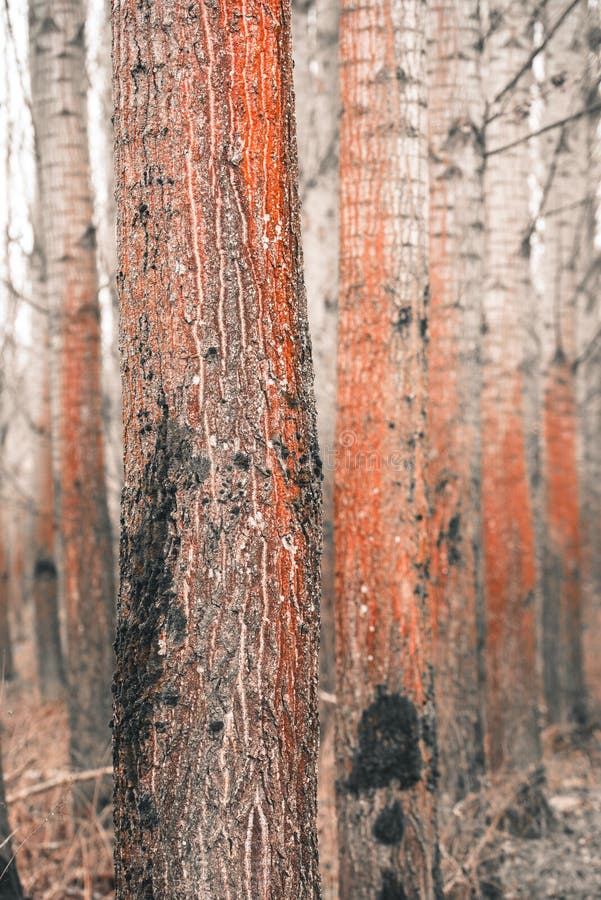 Nature. Trentepohlia Algae Growing on a Tree in Forest Stock Photo ...