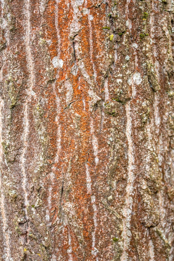 Nature. Trentepohlia Algae Growing on a Tree in Forest Stock Photo ...