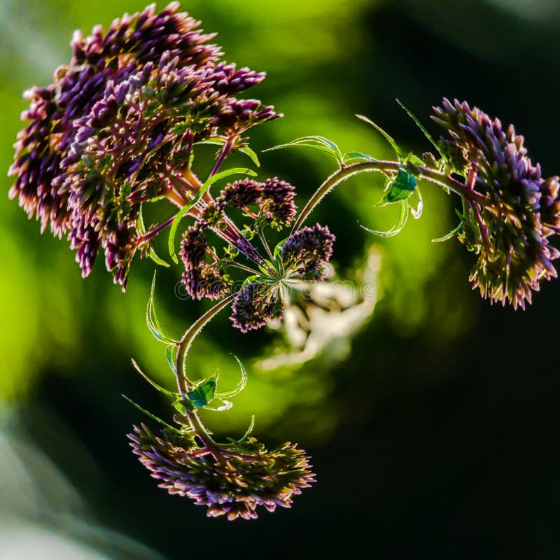 Nature Trippy Forest Trees Dreamland Stock Image - Image of insect ...
