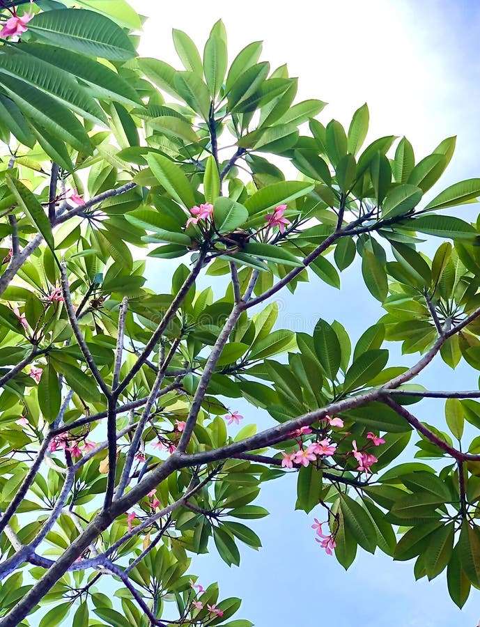Half Tree stock image. Image of flower, leaf, photographer - 203856875