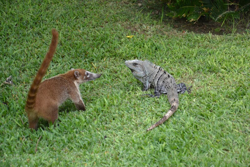 Faune Yucatan Exotique Mexique Tropical D'animaux De Coati Photo stock ...
