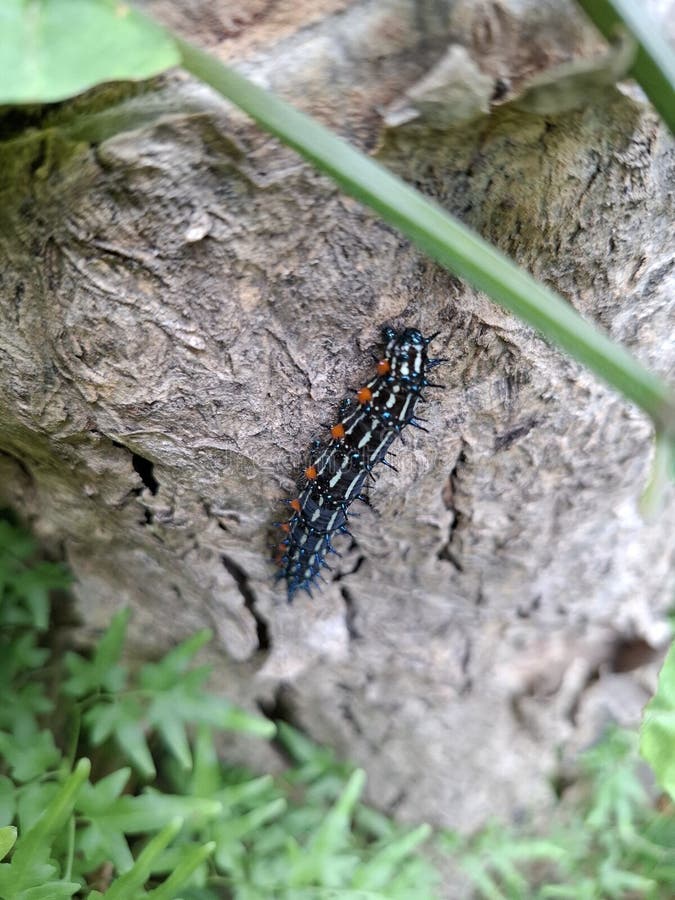 Nature nature tropis stock image. Image of tree, wildlife - 389121127