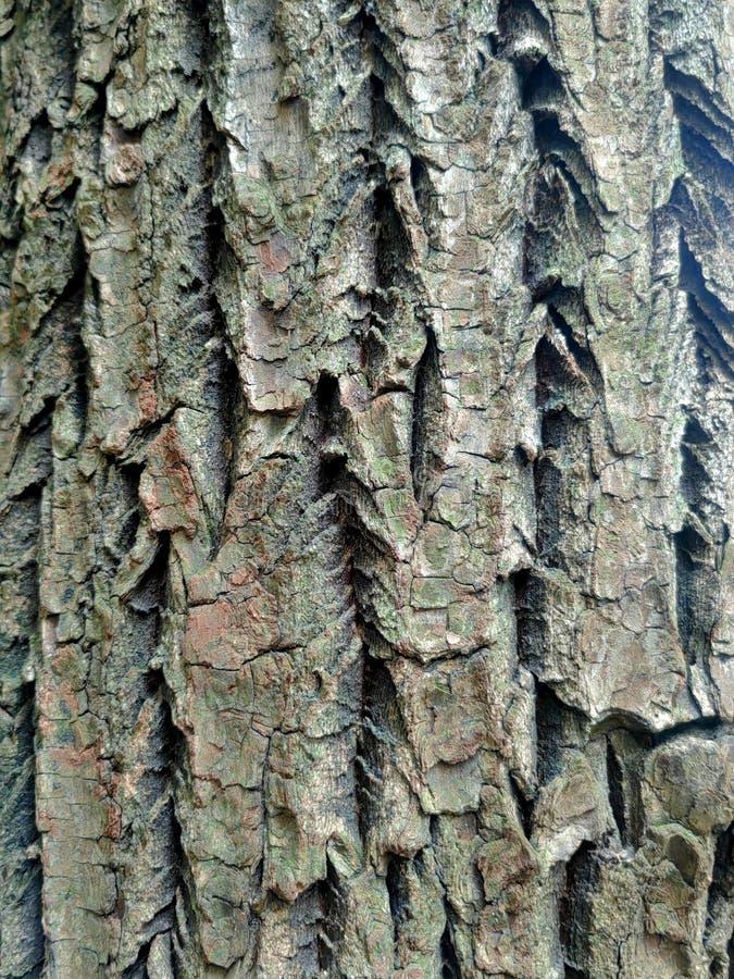 Nature, Trunk, Tree, Bark, Hardwood, Trunk, Tree, Trunk Stock Photo ...