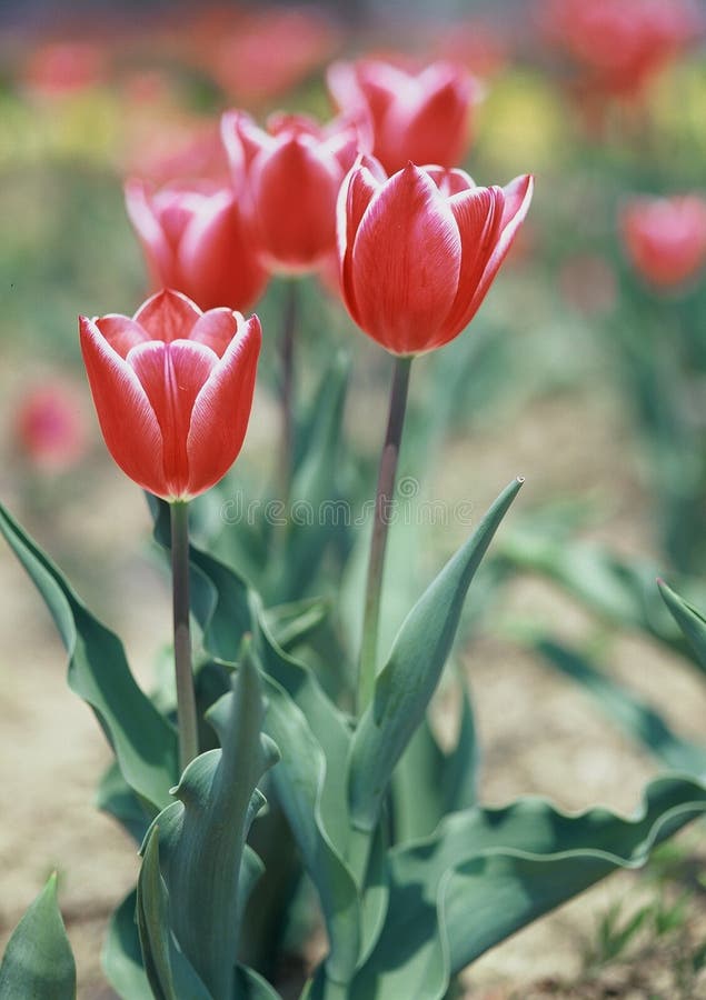 Nature stock image. Image of desert, plant, tulip, sand - 81576493