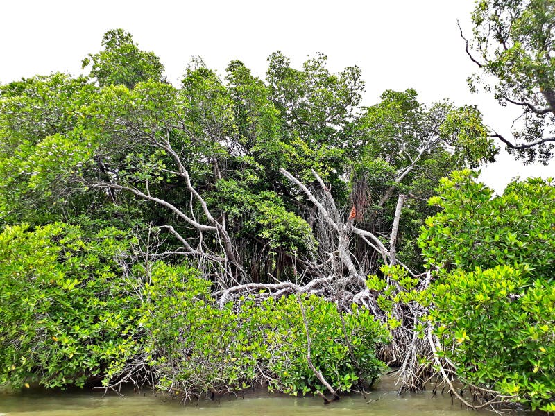 Nature un galla stock photo. Image of galla, nature, lanka - 97698050