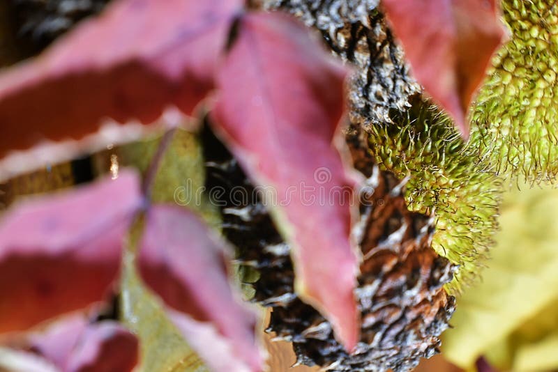 Nature Close Up with Leaves and Pinecones Stock Photo - Image of ...