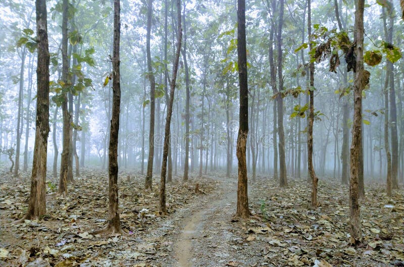 Nature Valley View of the Jungle Stock Image - Image of morning, jungle ...