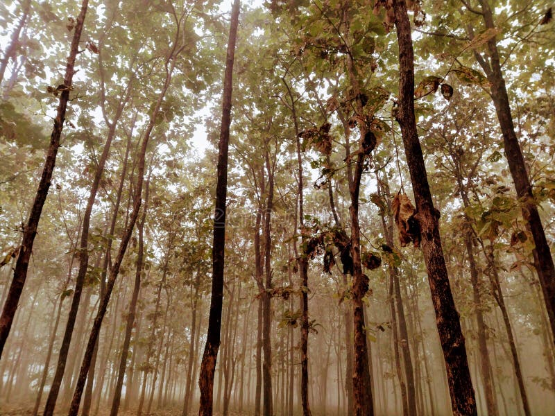 Nature Valley View of the Jungle Tree Stock Photo - Image of nature ...