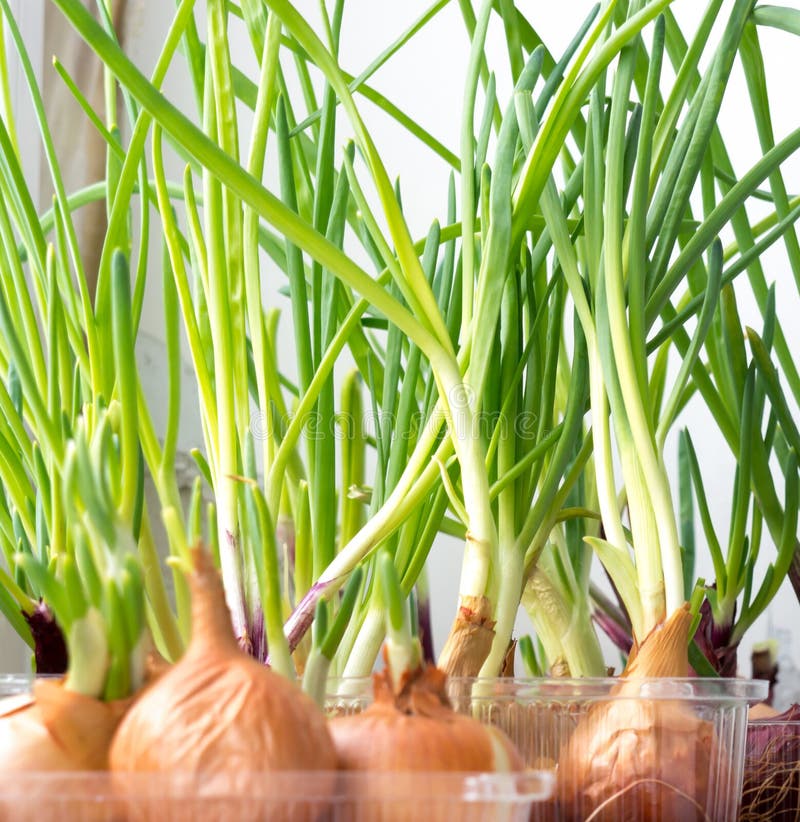 The leaf Onion. stock image. Image of indoor, kitchen - 118336991