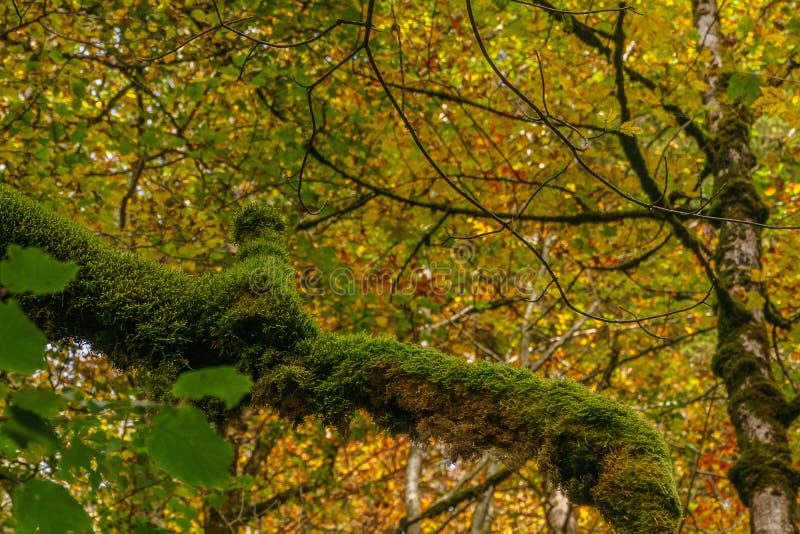 Nature, Vegetation, Temperate Broadleaf And Mixed Forest, Ecosystem ...