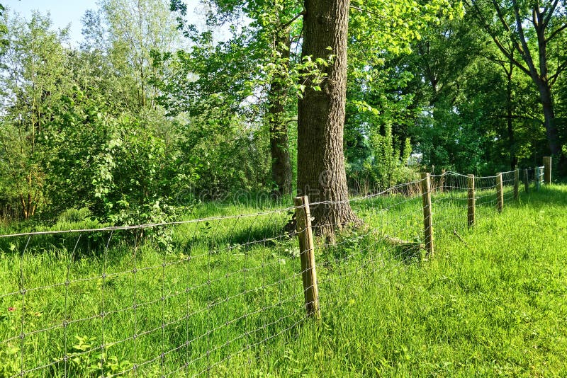 Nature, Vegetation, Tree, Ecosystem Picture. Image: 117728985