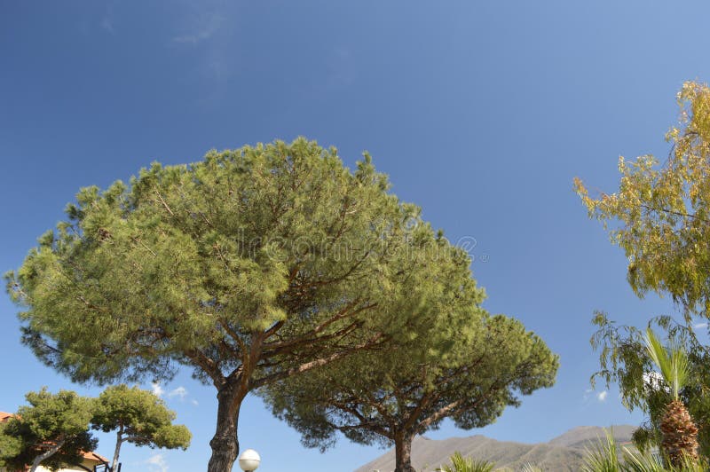 Mediterranean pine tree stock image. Image of mediterranean - 113576535