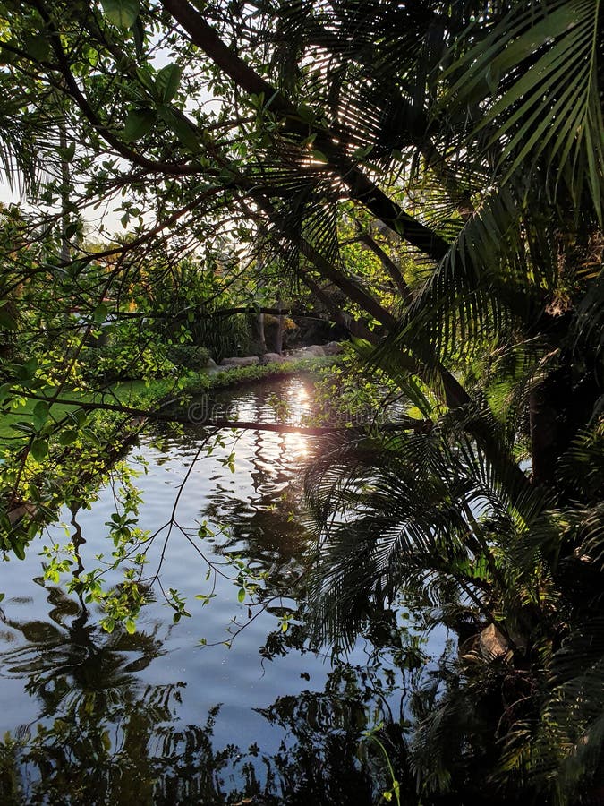 Nature and Vegetation of Tropical Climate Stock Image - Image of ...