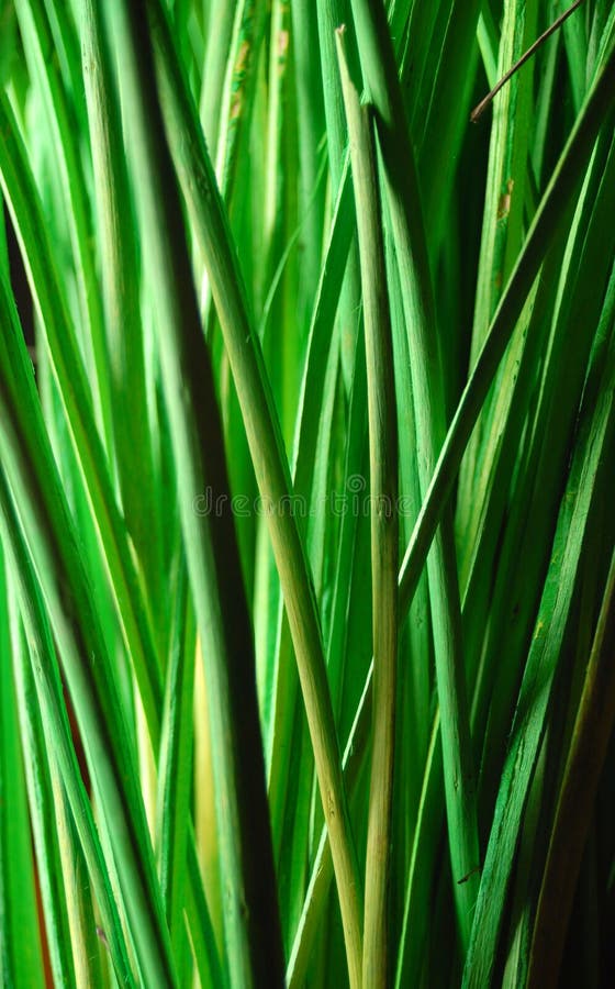 Nature verte image stock. Image du fond, vert, detail, oriental - 596309