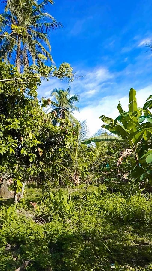 Nature is Very Beautiful To See Stock Image - Image of nature ...