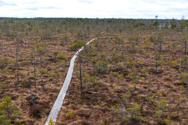 Nature View of Brown and Green Bog with Bog Walking Path from Above ...