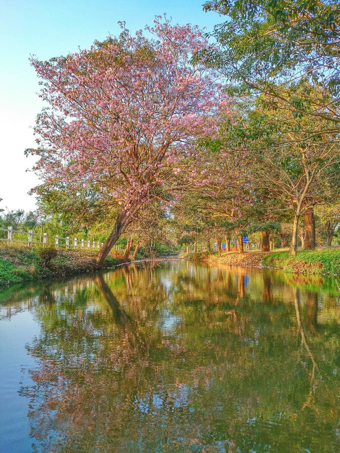 Nature View Flower Reflection Tree Stock Photo - Image of nature, tree ...
