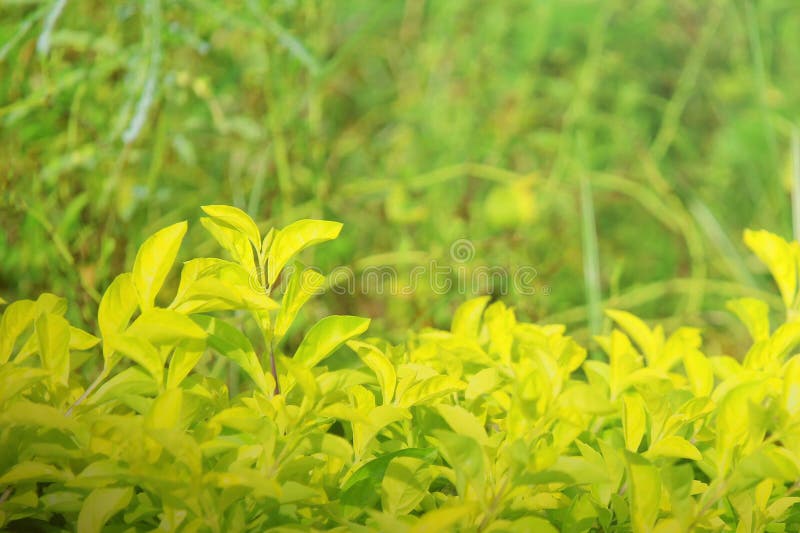Nature view of green leaf. stock image. Image of concept - 128903667