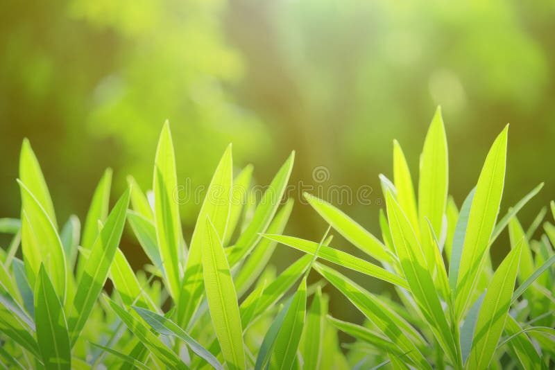 Nature view of green leaf. stock photo. Image of light - 128903718