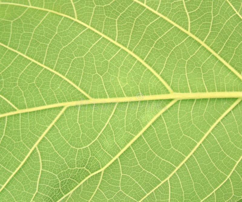 Nature View of Green Leaf Using As a Background Stock Photo - Image of ...