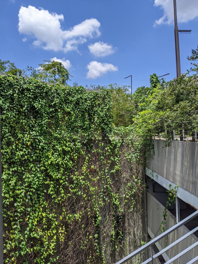 Nature View of Green Leaves Attached with Wall of the Building Stock ...