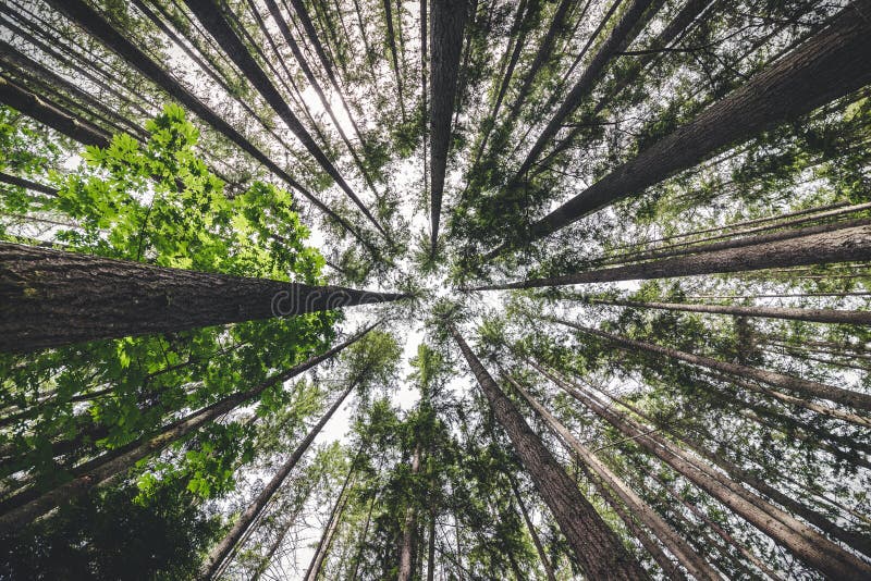Nature View Looking Up at Forest Tree Canopy Stock Photo - Image of ...