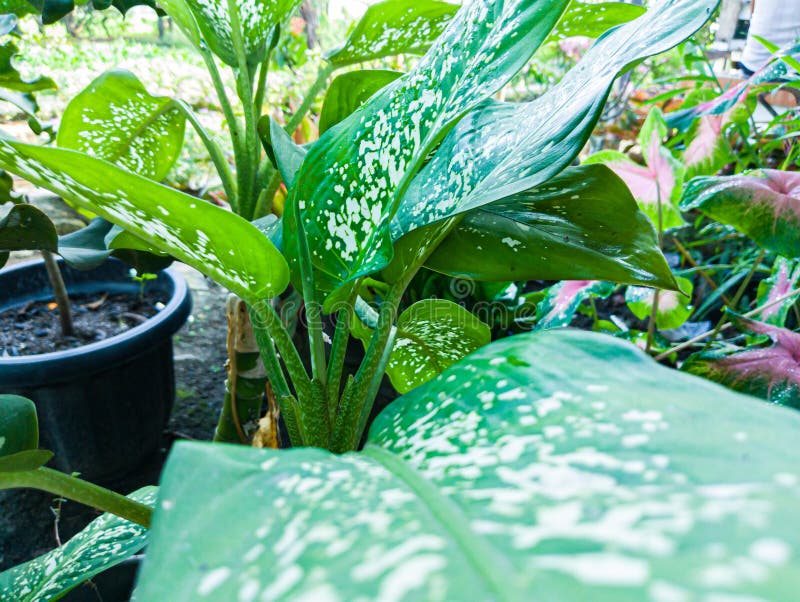 Nature View Made of Green Plants in Front of the House Stock Image ...