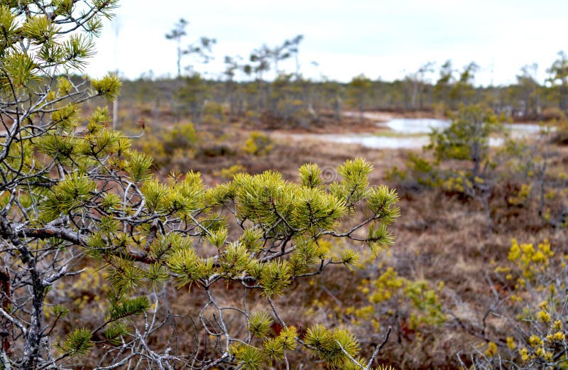 Nature View of a Marsh during the Day with Wind Broken Pine Trees Brown ...